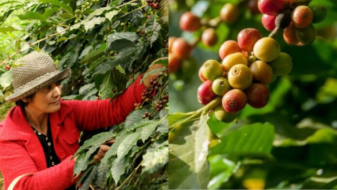 Brewing Heritage: How Benguet Farmers Are Shaping Philippine Coffee ...